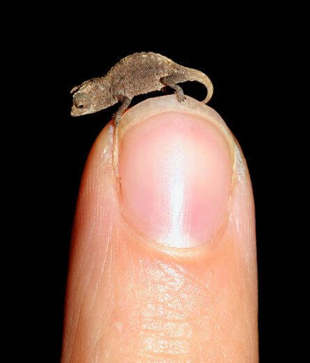 38 Adorable Cute Small Animals That Will Fit in the Palm of Your Hand