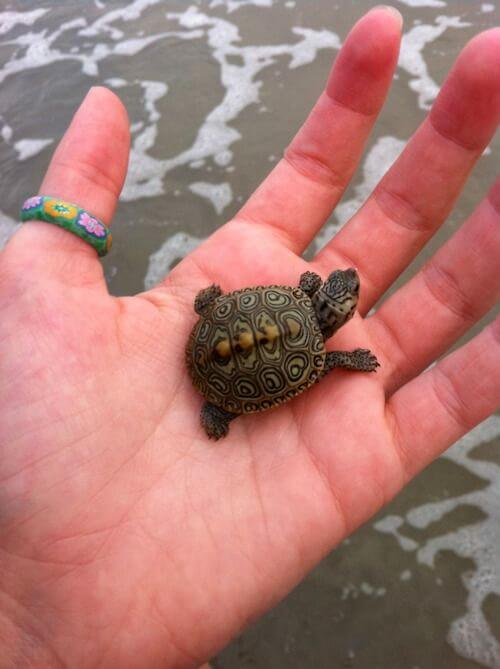 38 Adorable Cute Small Animals That Will Fit in the Palm of Your Hand