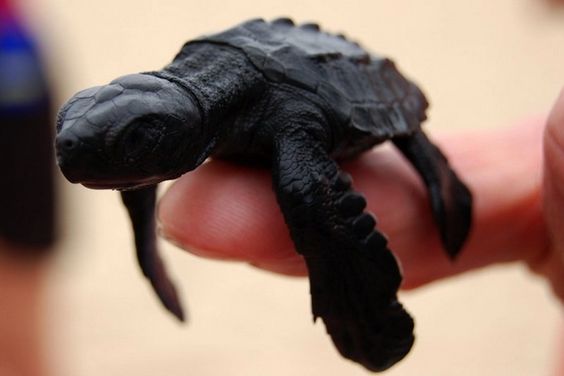 38 Adorable Cute Small Animals That Will Fit in the Palm of Your Hand