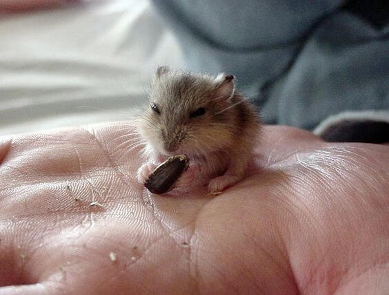 38 Adorable Cute Small Animals That Will Fit in the Palm of Your Hand