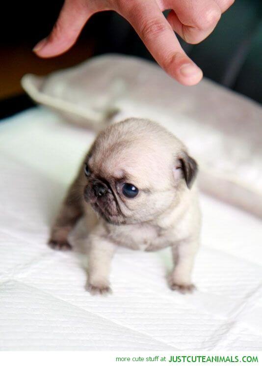 38 Adorable Cute Small Animals That Will Fit in the Palm of Your Hand