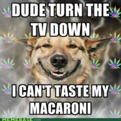 20 High Dog Memes That'll Make You Howl With Laughter