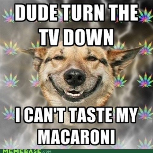 20 High Dog Memes That'll Make You Howl With Laughter