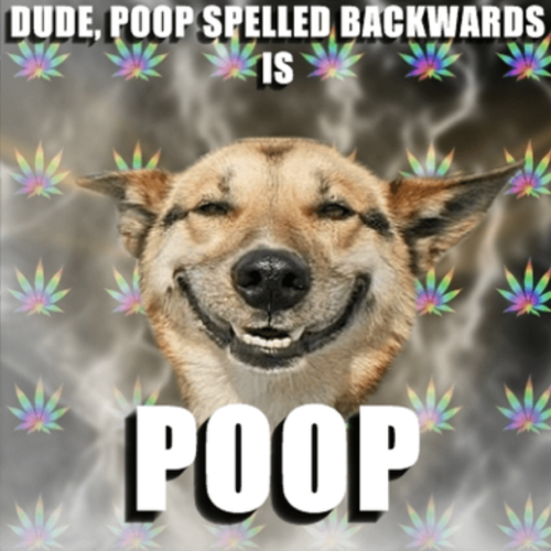 20 High Dog Memes That'll Make You Howl With Laughter