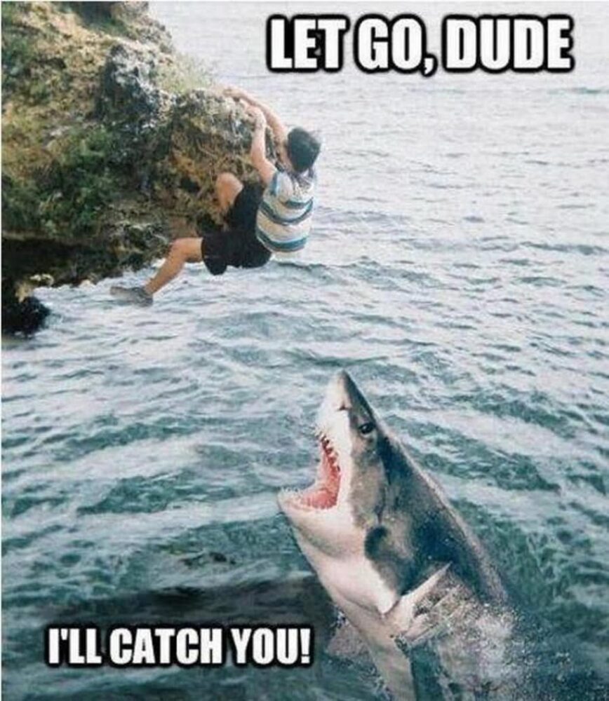 51 Shark Memes That Will Make You Appreciate These Misunderstood Sea ...