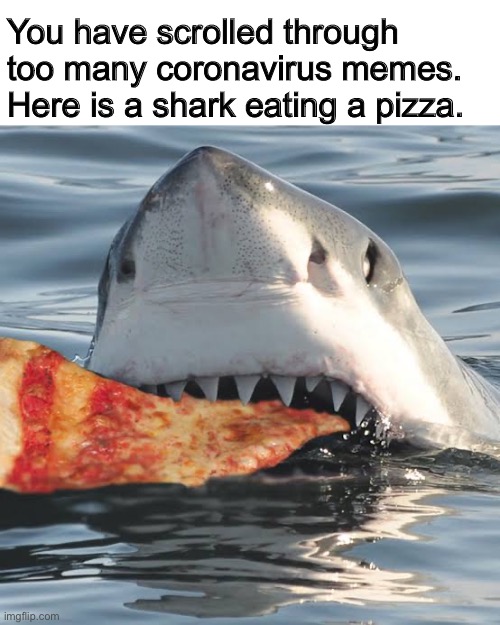 51 Shark Memes That Will Make You Appreciate These Misunderstood Sea ...
