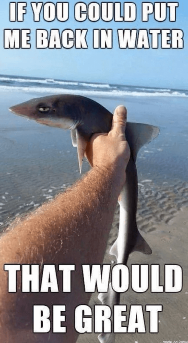 51 Shark Memes That Will Make You Appreciate These Misunderstood Sea ...