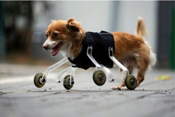 12 Touching Examples Of Injured Animals Being Given A Second Chance ...