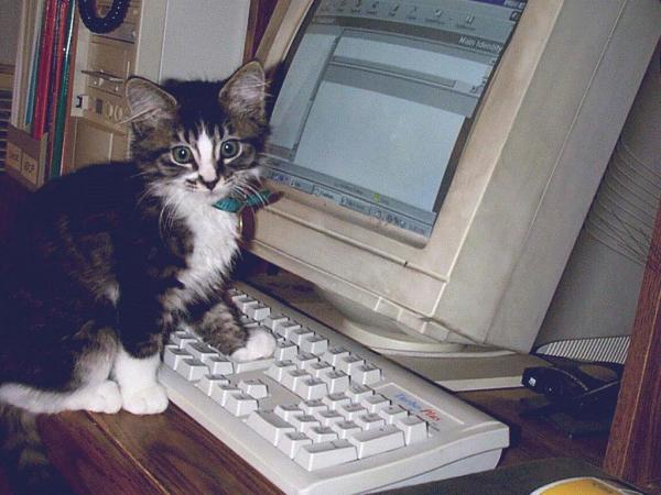22 Cats Who Have Mastered The Art Of 'Keyboard Sitting'