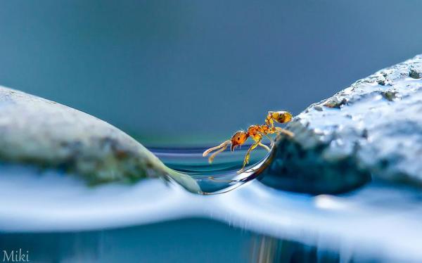 Amazing Macro Photography Reveals Hidden World BlazePress amazing-macro-photography-reveals-hidden-world-blazepress